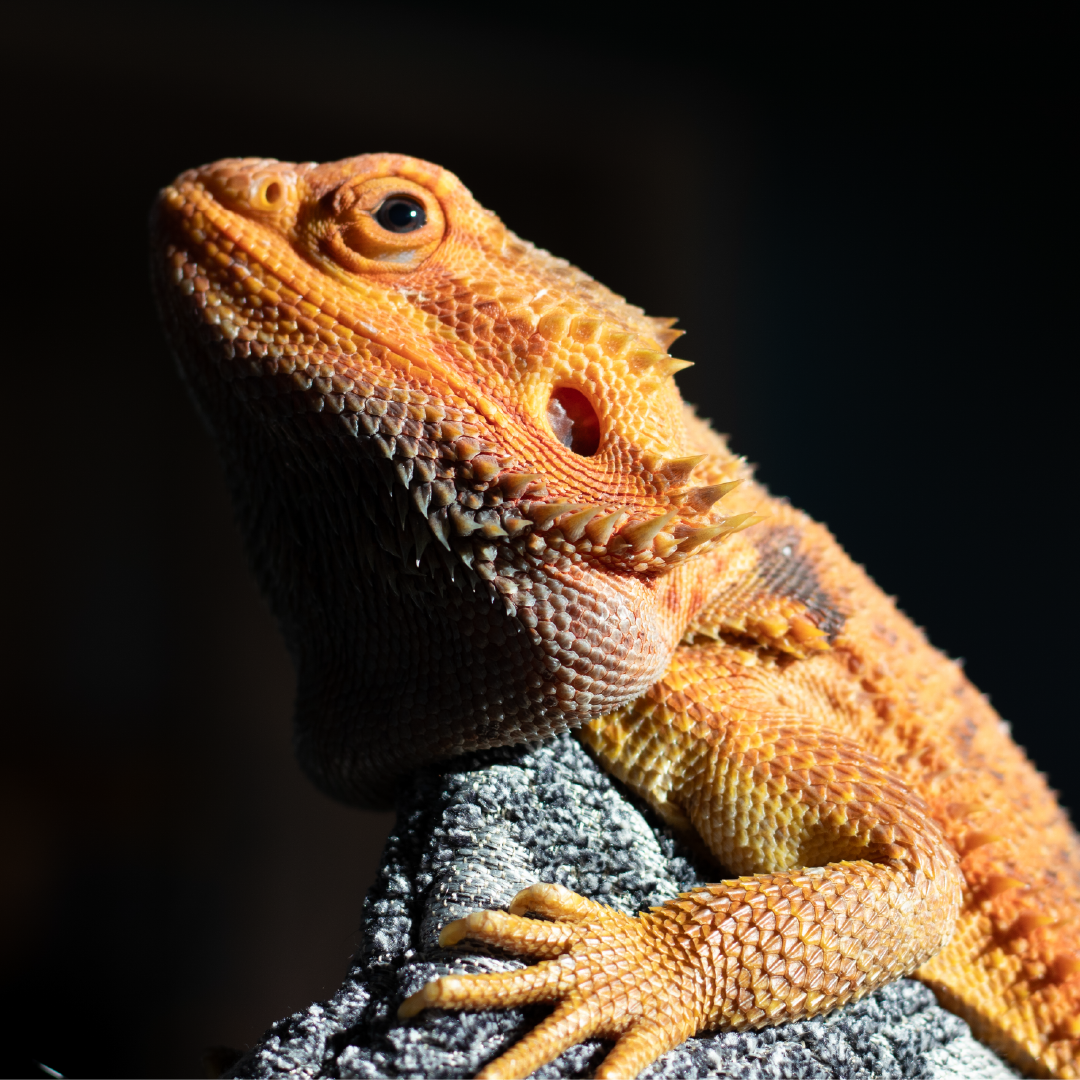 Drop-In Pet Care – Very Welles Pet Sitting