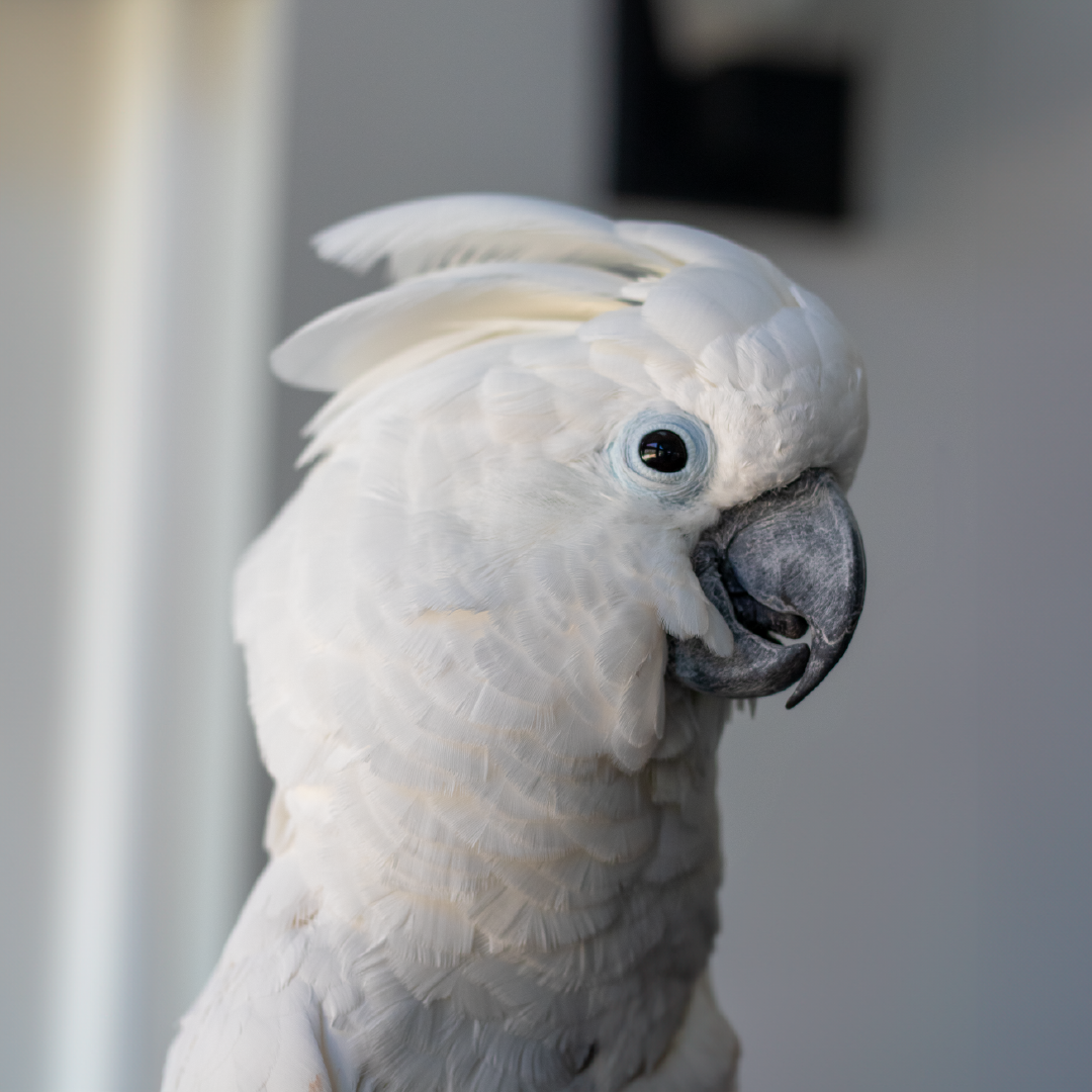 Drop-In Pet Care – Very Welles Pet Sitting